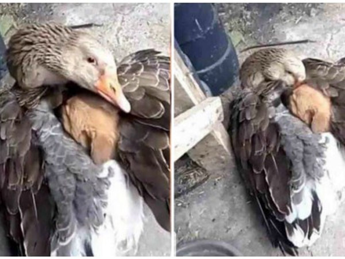 Touching Moment Of A Goose Keeping A Puppy Warm After It Was Abandoned ...