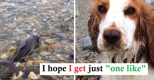 Dog Finds Baby Dolphin And Saves His Life – Dog Inspiration