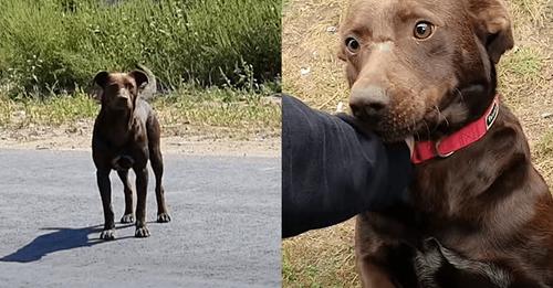 Friendly Stray Dog Waits Every Day In The Same Place For Someone To ...