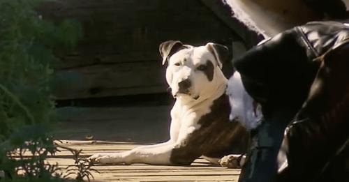 Hero Pit Bull Rescues Owner From Being Strangled By Intruder – Dog ...