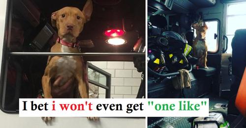 Dog Left Behind By Her Family Hangs Out With Firefighters All Day Now ...