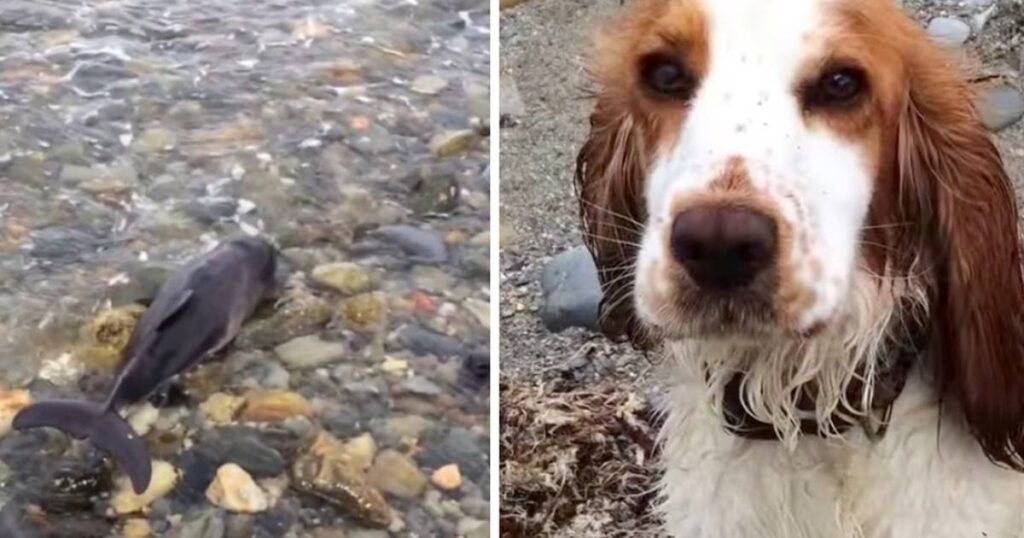 Dog Finds Baby Dolphin And Saves His Life – Dog Inspiration