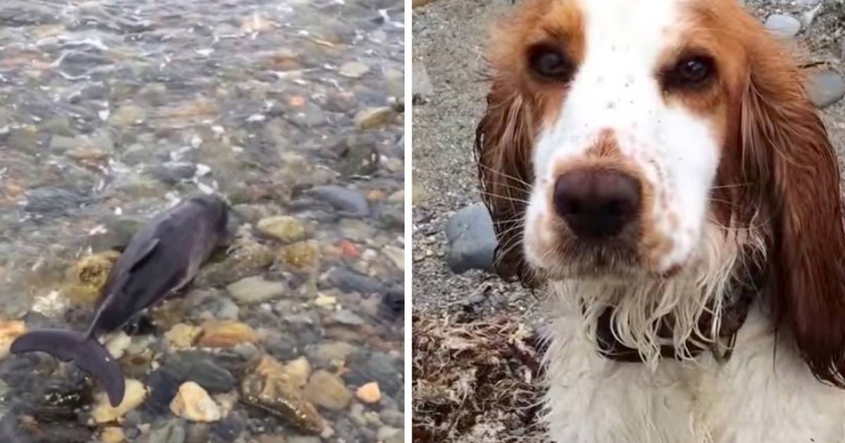 Dog Finds Baby Dolphin And Saves His Life – Dog Inspiration