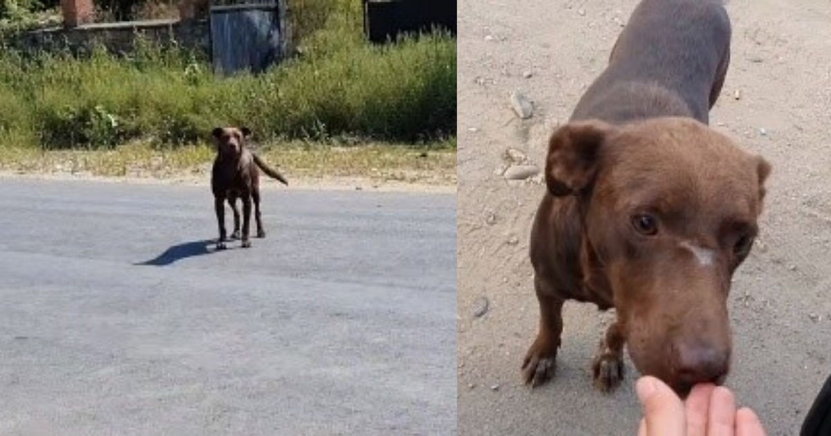 Friendly Stray Dog Waits Every Day In The Same Place For Someone To ...