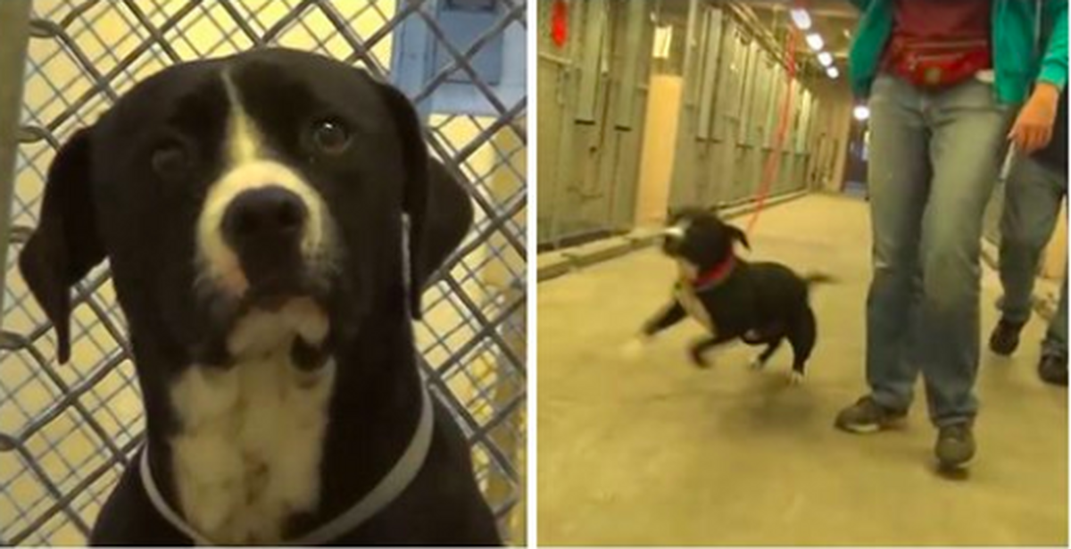 Death Row Dog Realizes He’s Been Adopted And Literally Jumps For Joy ...