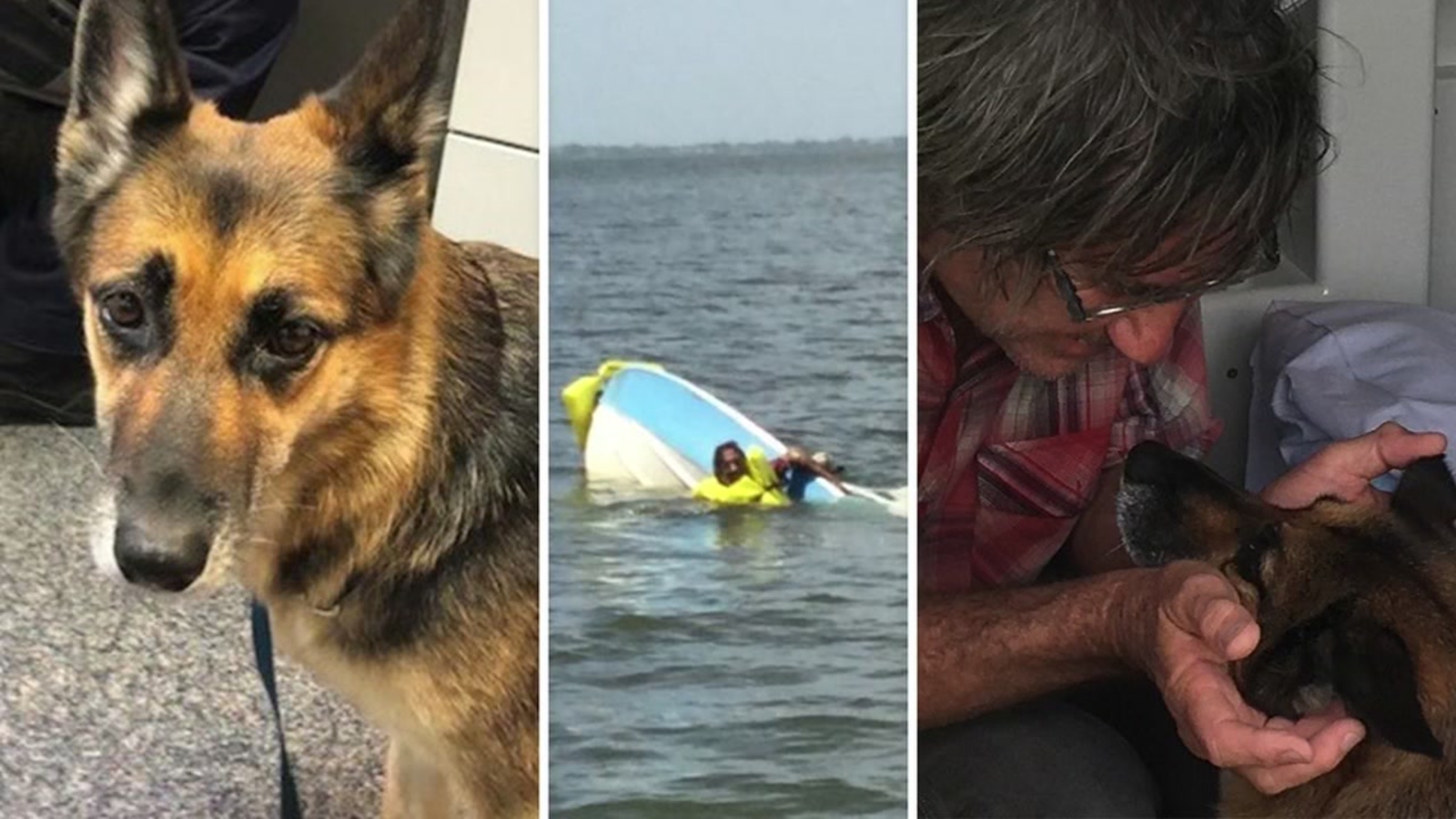 Dog Treads Water For 11 Hours To Help Rescue Owner After His Boat Sinks ...