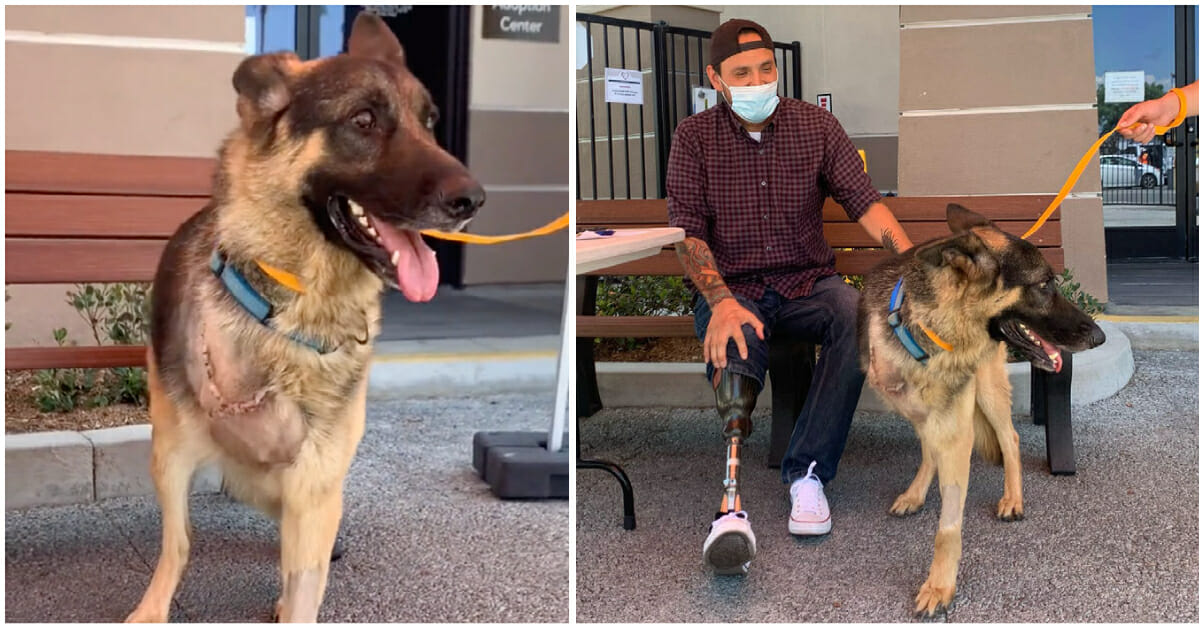 Rescue Dog With One Leg Amputated Adopted By A Veteran Who Has The Same ...