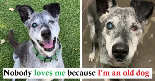 19-Year-Old Dog Given Up Near The End Of His Life Gets A Forever Home ...