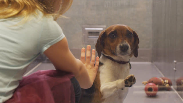 Video Captures Heartwarming Moment A Shelter Dog Looking For A Home ...