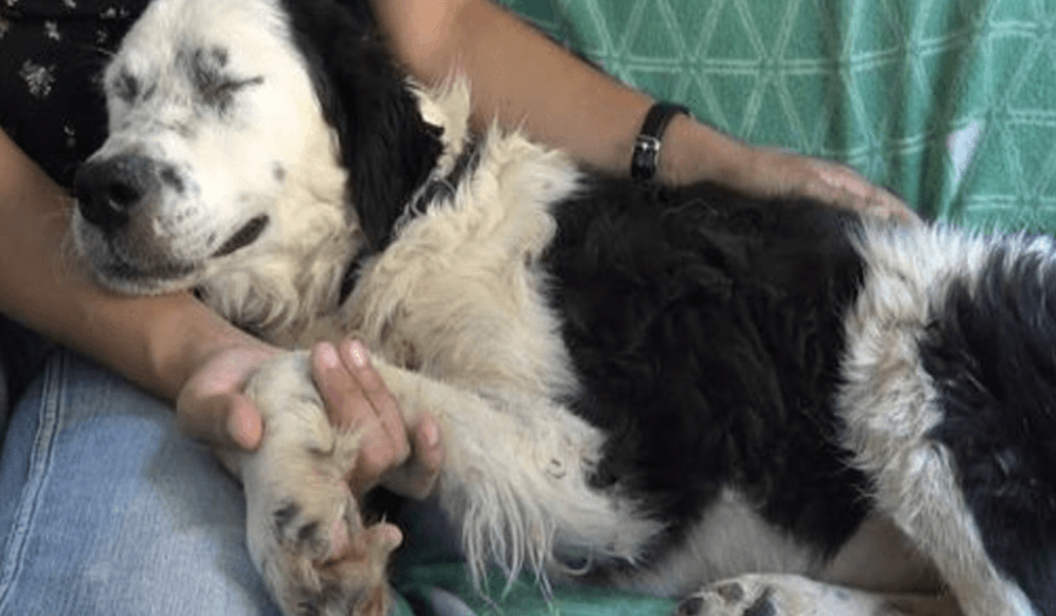 Sleepless-Dog Lay Beside Woman And Closed Her Eyes For 1st Time Since ...