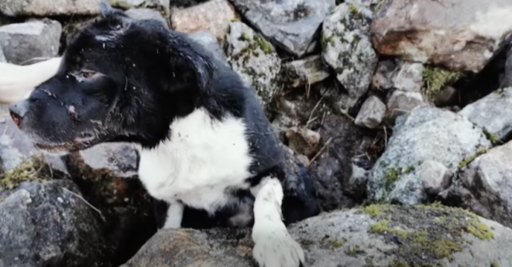 Border Collie Found Buried Alive Under Pile Of Rocks Gets Adopted By ...