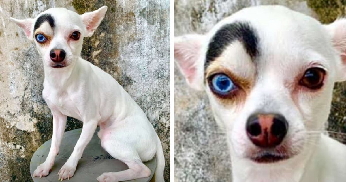People Are Obsessed With This Adorable Dog With Curious Appearance ...