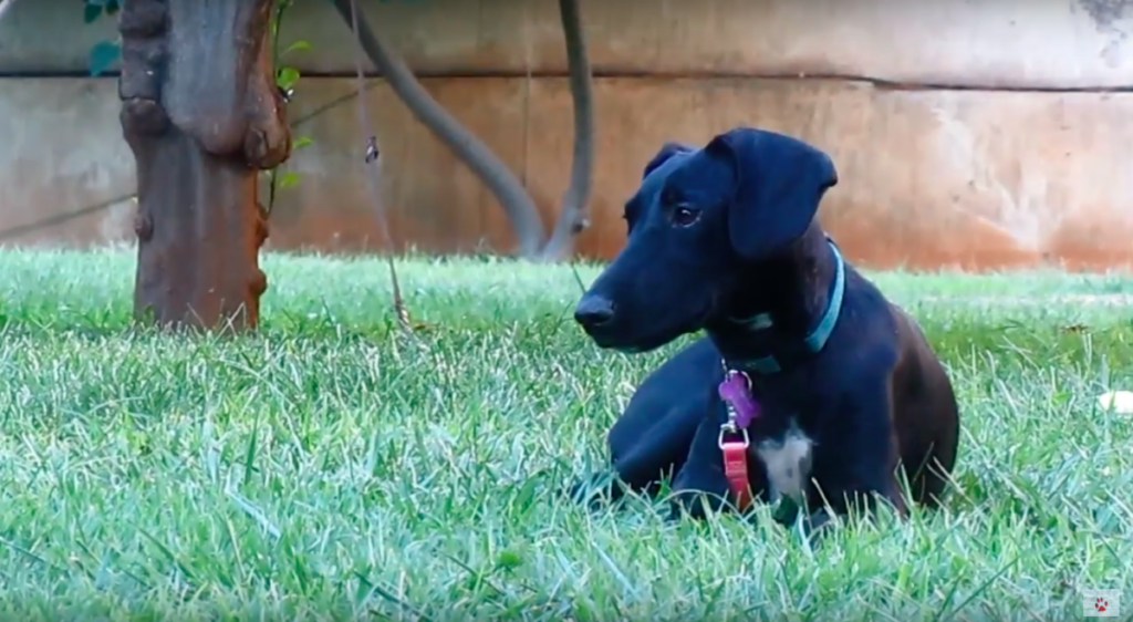 STRAY PUP COVERED IN THOUSANDS OF TICKS AND WIRE EMBEDDED IN HER TAIL ...