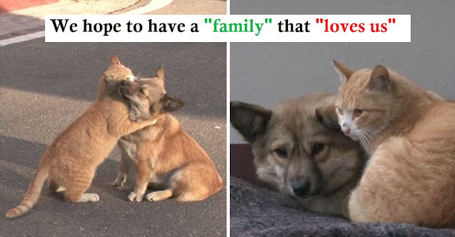 Dog And Cat Comfort Each Other After Being Abandoned. They Still Wait ...