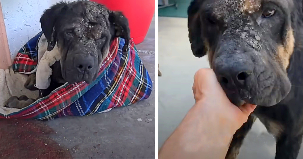 INSTEAD OF HELPING HIM,THE LOCALS THREW ROCKS AT HIM AND TRIED TO SCARE ...