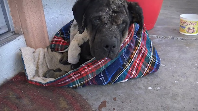 INSTEAD OF HELPING HIM,THE LOCALS THREW ROCKS AT HIM AND TRIED TO SCARE ...