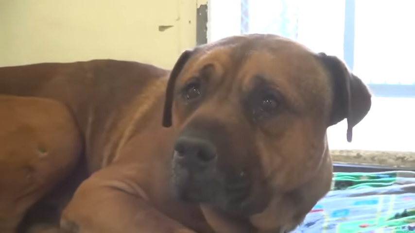 The man gave his dog to the shelter,and the dog began to cry – Dog ...