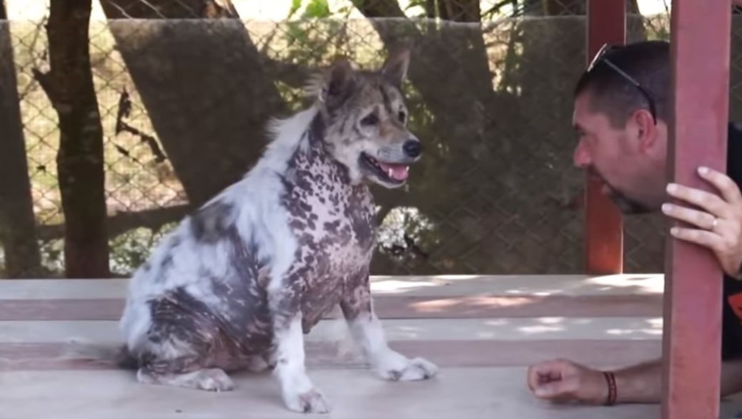 Senior Dog Starts Dancing When He Hears He Is Getting Adopted. – Dog ...