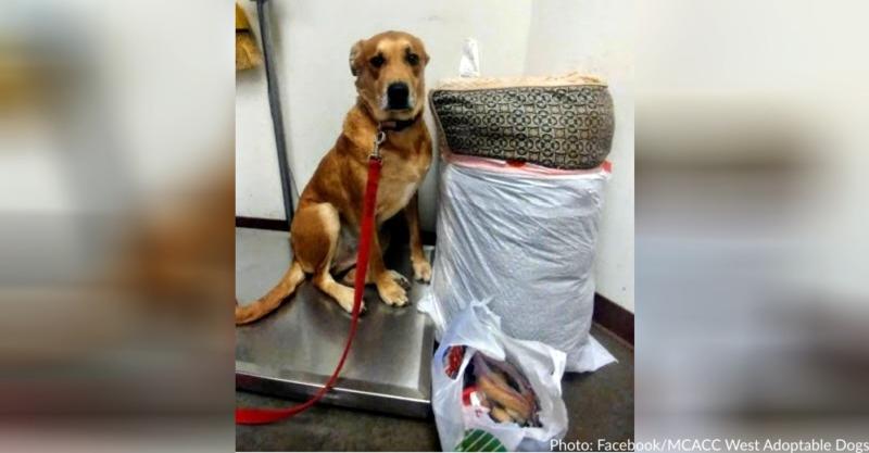 WALL-E THE DOG IS SADLY RETURNED TO THE SHELTER WITH ALL HIS TOYS AND ...