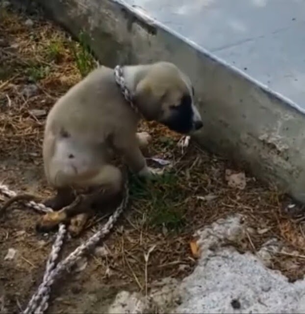 Thin Neglected Dog Was Exhausted, Lying On The Roadside Begging Every ...