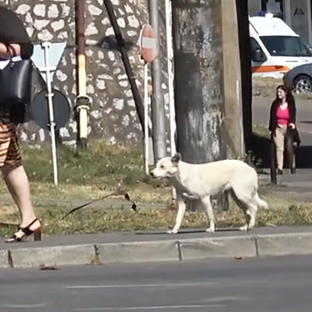 Homeless dog follows people on street until someone rescues her. – Dog ...