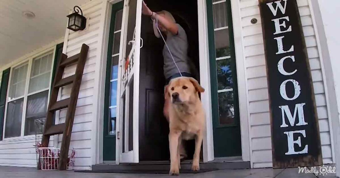 Dog makes 57-mile journey to old home. – Dog Inspiration