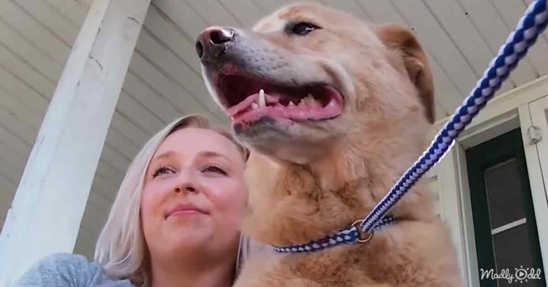 Dog makes 57-mile journey to old home. – Dog Inspiration