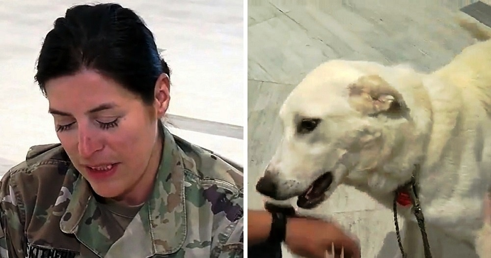 SOLDIER WAS HOPING TO REUNITE WITH THE PUPPY SHE SAVED,BUT SHE RAN OUT ...
