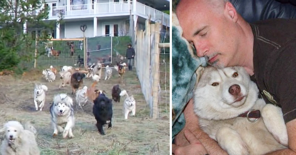 Man Adopts 45 Dogs And Builds A Four-Acre Enclosure For Them To Run ...