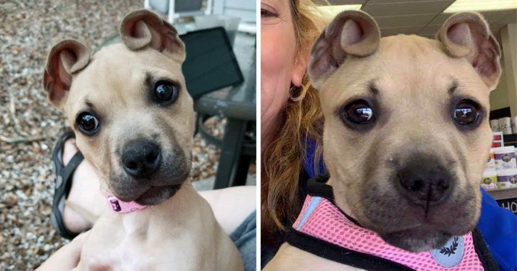 Meet Cinnamon, The Puppy With Adorable ‘Cinnamon Roll’ Ears. – Dog ...