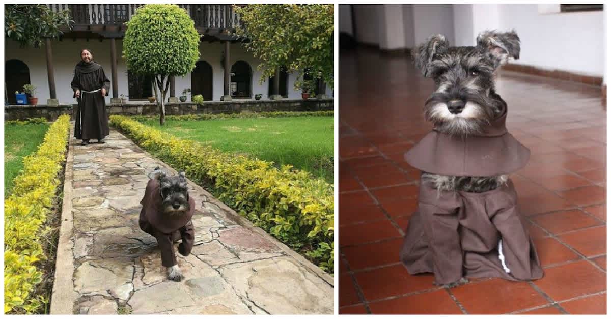 A Stray Dog Was Adopted By This Monastery, And Now He Enjoys Life As A ...