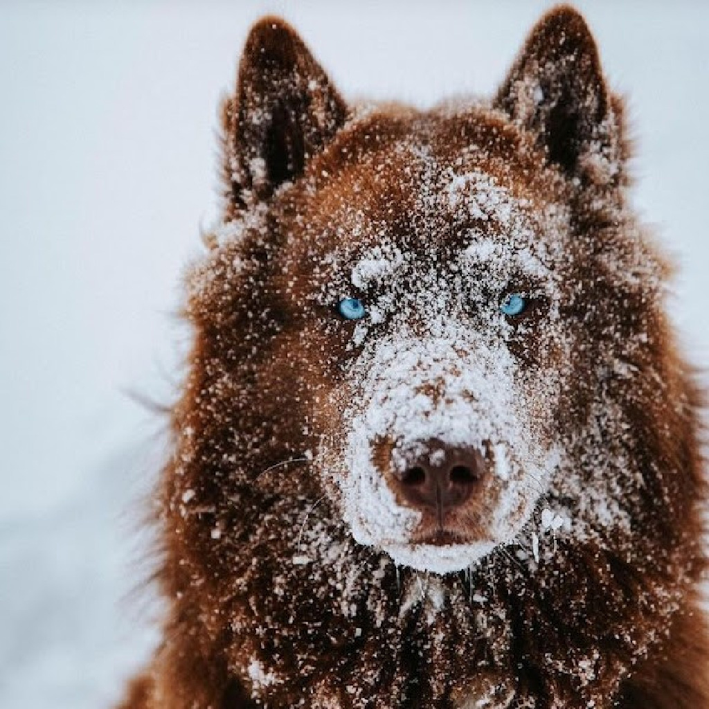 MEET THE BEAUTIFUL, UNIQUE CHOCOLATE-BROWN SIBERIAN HUSKY WITH PIERCING ...