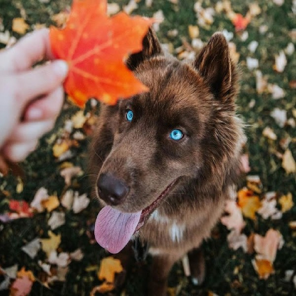 MEET THE BEAUTIFUL, UNIQUE CHOCOLATE-BROWN SIBERIAN HUSKY WITH PIERCING ...