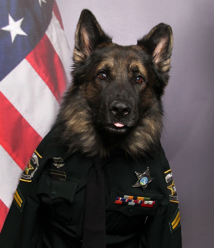 POLICE DOG POSES IN UNIFORM AND TIE FOR HIS ID BADGE PHOTO, AND GOES ...