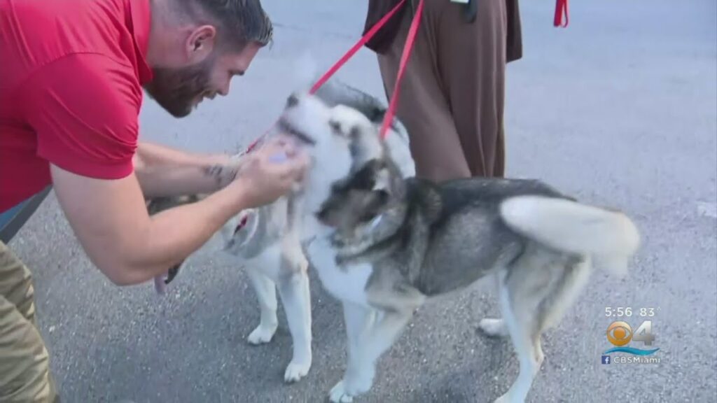 Man Becomes Emotional After Finding His Lost Dogs During A Dog Adoption ...