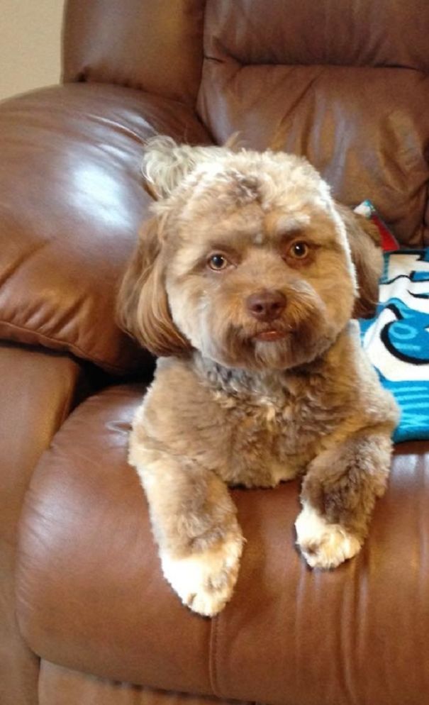 Meet Yogi, The Dog With A Human Looking Face That’s Freaking People Out ...