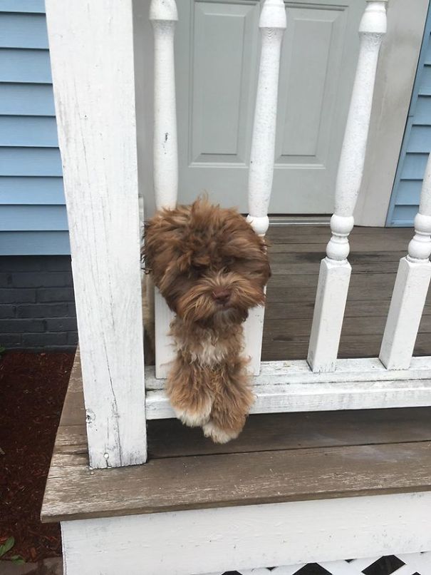 Meet Yogi, The Dog With A Human Looking Face That’s Freaking People Out ...