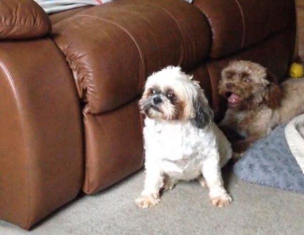 Meet Yogi, The Dog With A Human Looking Face That’s Freaking People Out ...