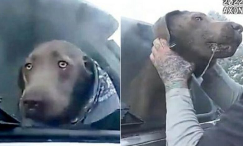 CRYING DOG TRAPPED IN A CAR IS SAFE AND SOUND THANKS TO A POLICE ...