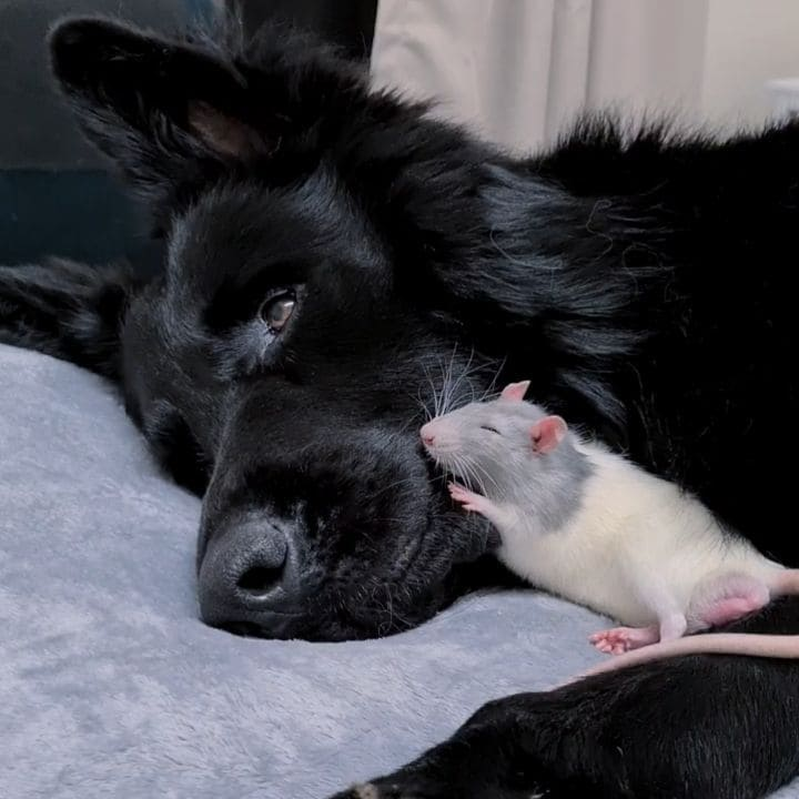 LITTLE RAT LOVES TO CUDDLE AND SNUGGLE WITH HIS DOG FRIEND. – Dog ...
