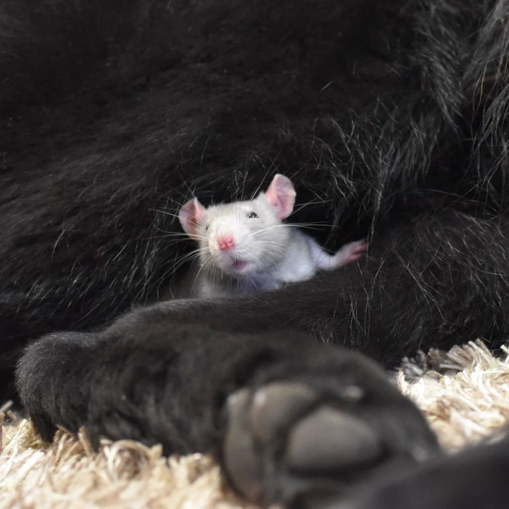 LITTLE RAT LOVES TO CUDDLE AND SNUGGLE WITH HIS DOG FRIEND. – Dog ...