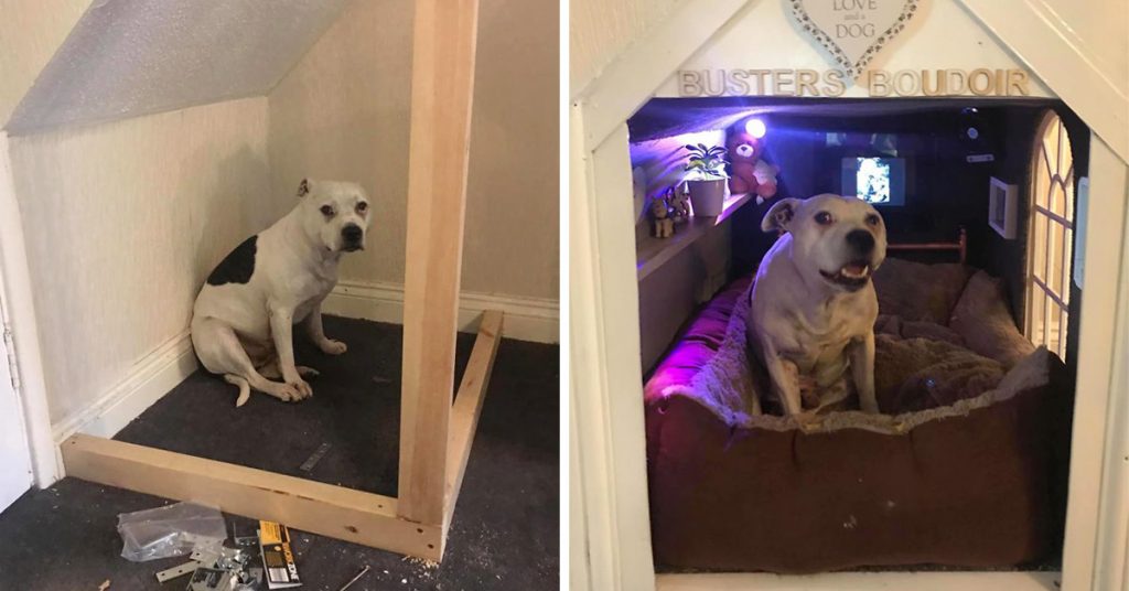 Man Builds His Rescue Dog With Trust Issues A Mini House In The Living ...