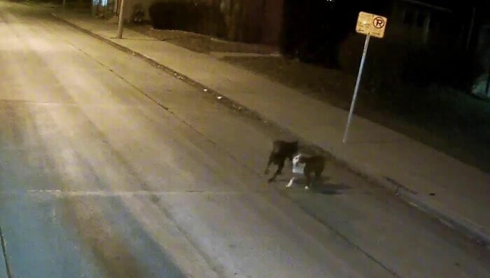 Two lost dogs are found by a bus driver, who helps them get home in ...