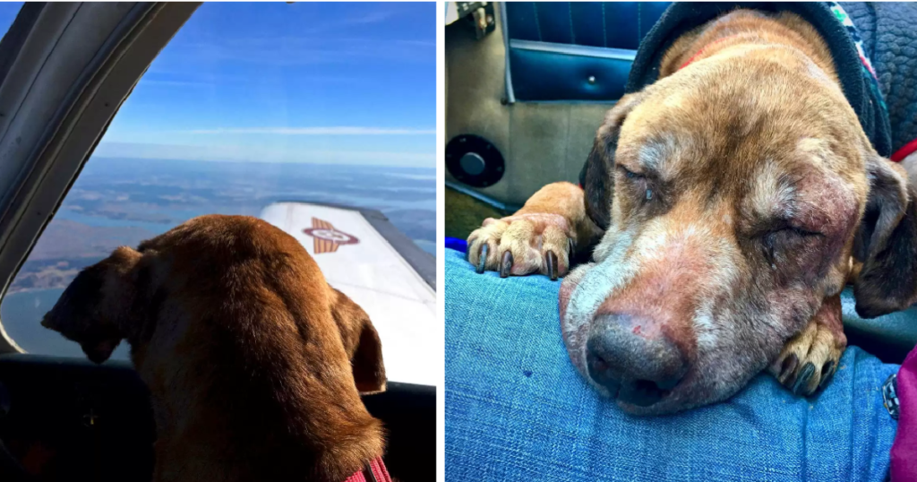 Pilot flies terminal shelter dog 400 miles to spend her last days with ...