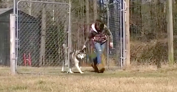 HUSKY WAS CHAINED FOR HIS ENTIRE LIFE, NOW HE SEES AN EMPTY FIELD FOR ...