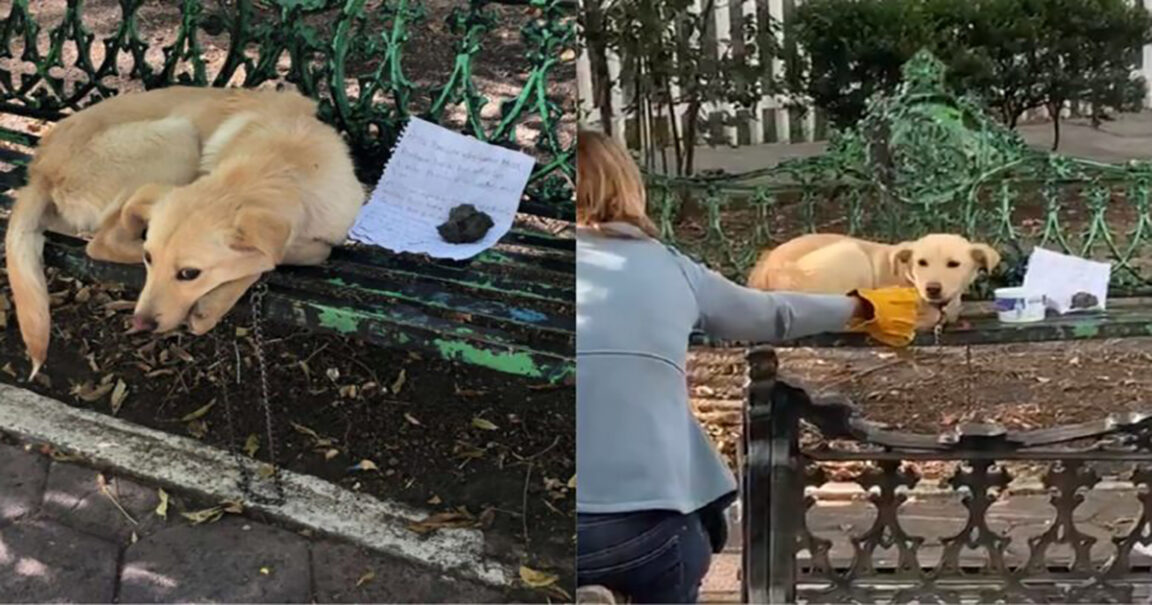 A sad note was next to the dog as it lay on a bench. – Dog Inspiration