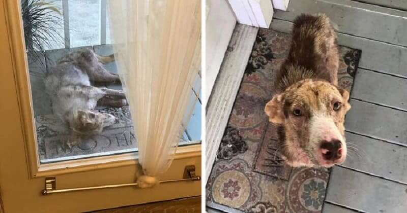 The poor stray dog is resting on this family’s balcony and won’t leave ...