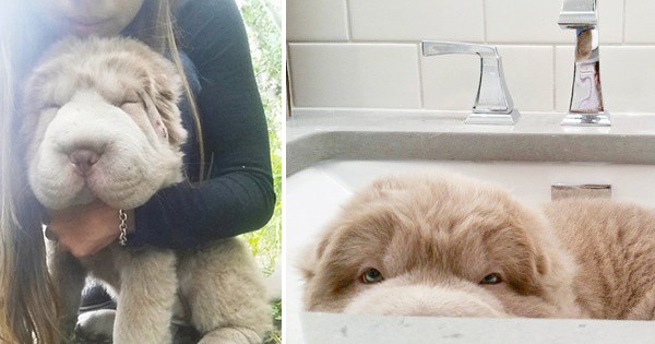 Meet Tonkey, She Looks Like A Bear And Has A Lot Of Friends – Dog ...