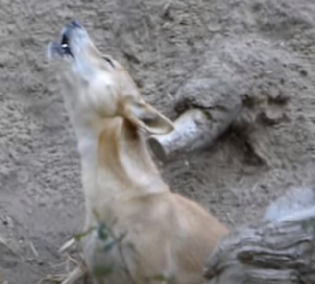 For the first time in 50 years, an ancient breed of singing dog was ...