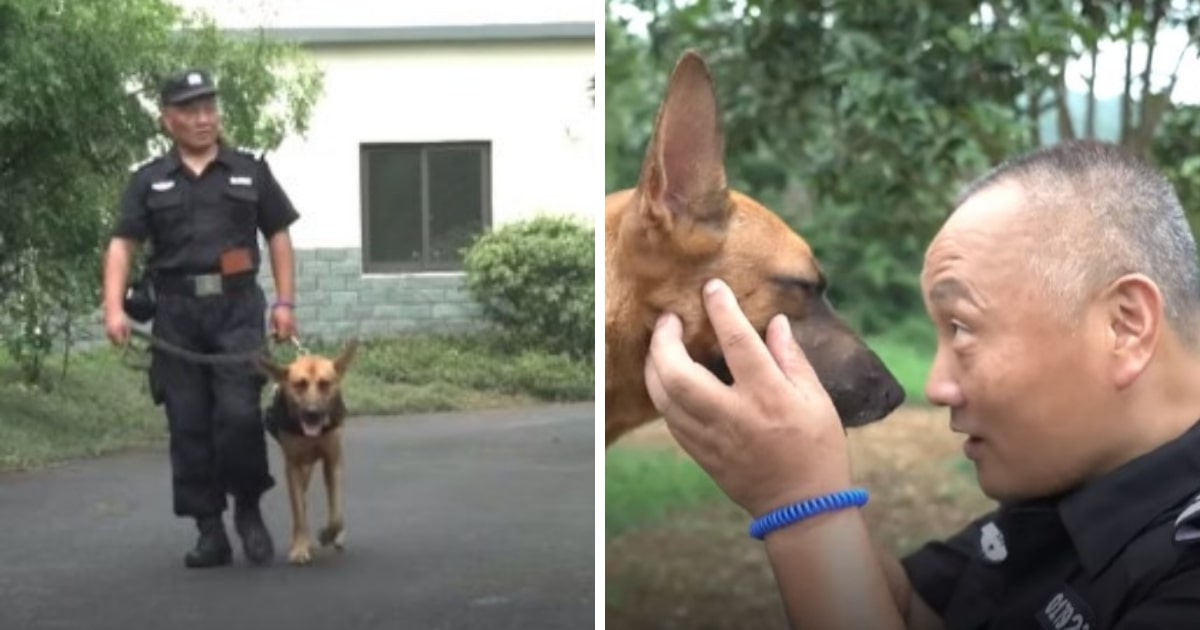 Cop finds retired K9s living in misery and devotes his life to helping ...